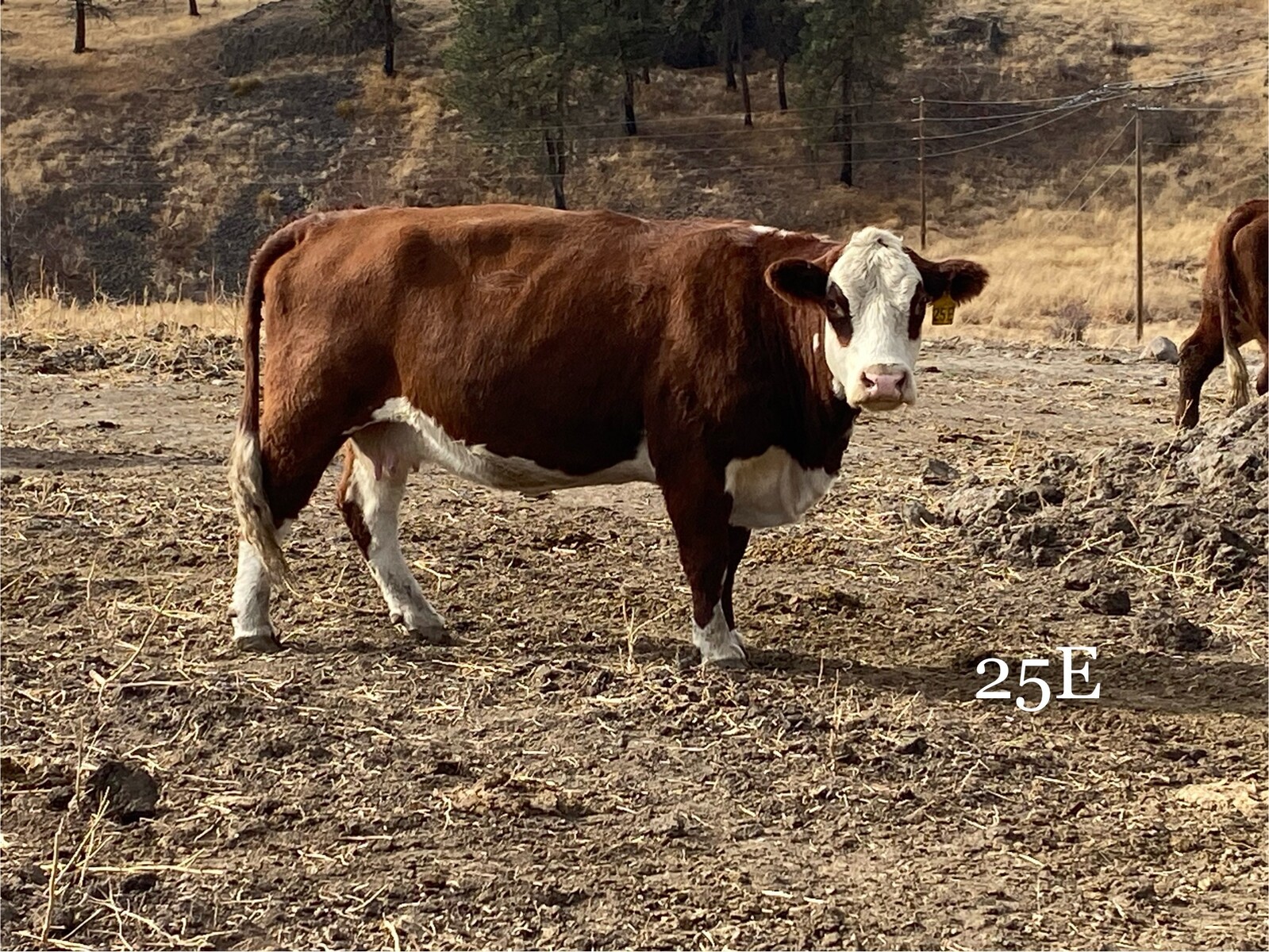 JPH MISS TRUST 40C 25E (JPH25E) P43770667 | Allert Cattle Ranch